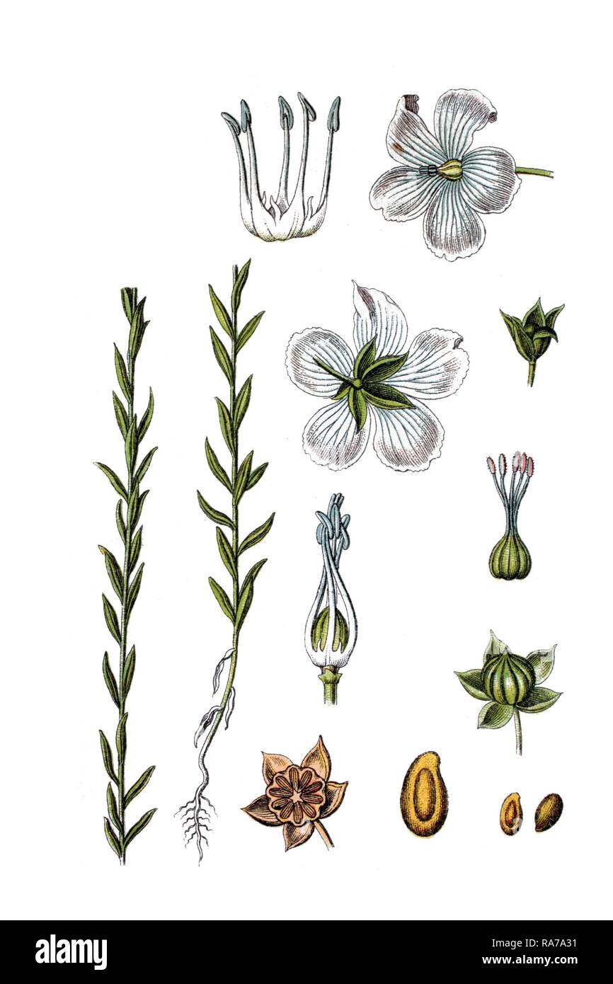 Yellow Flax (Linum flavum), medicinal plant, historical ...