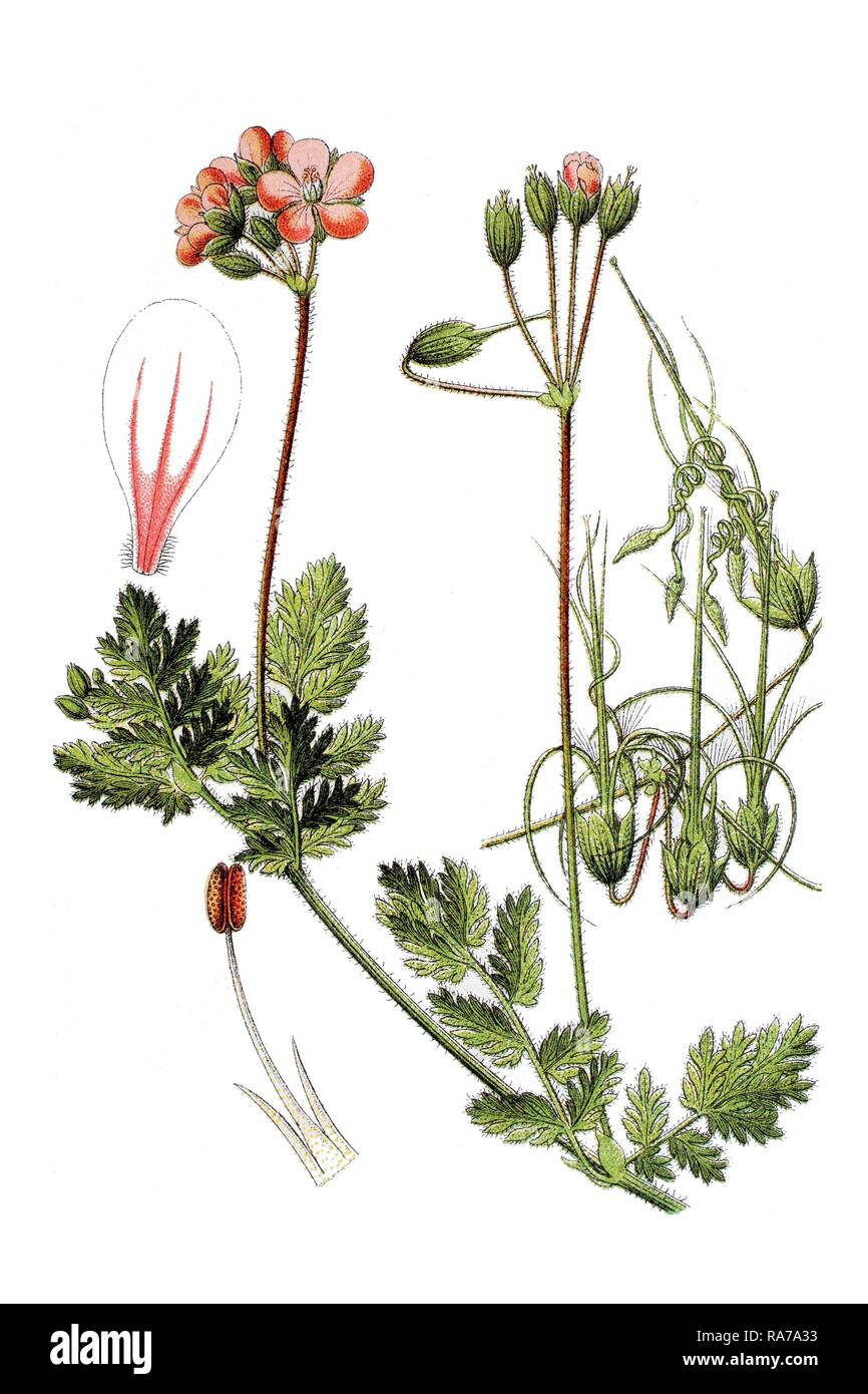 Redstem filaree (Erodium cicutarium), medicinal plant, historical ...