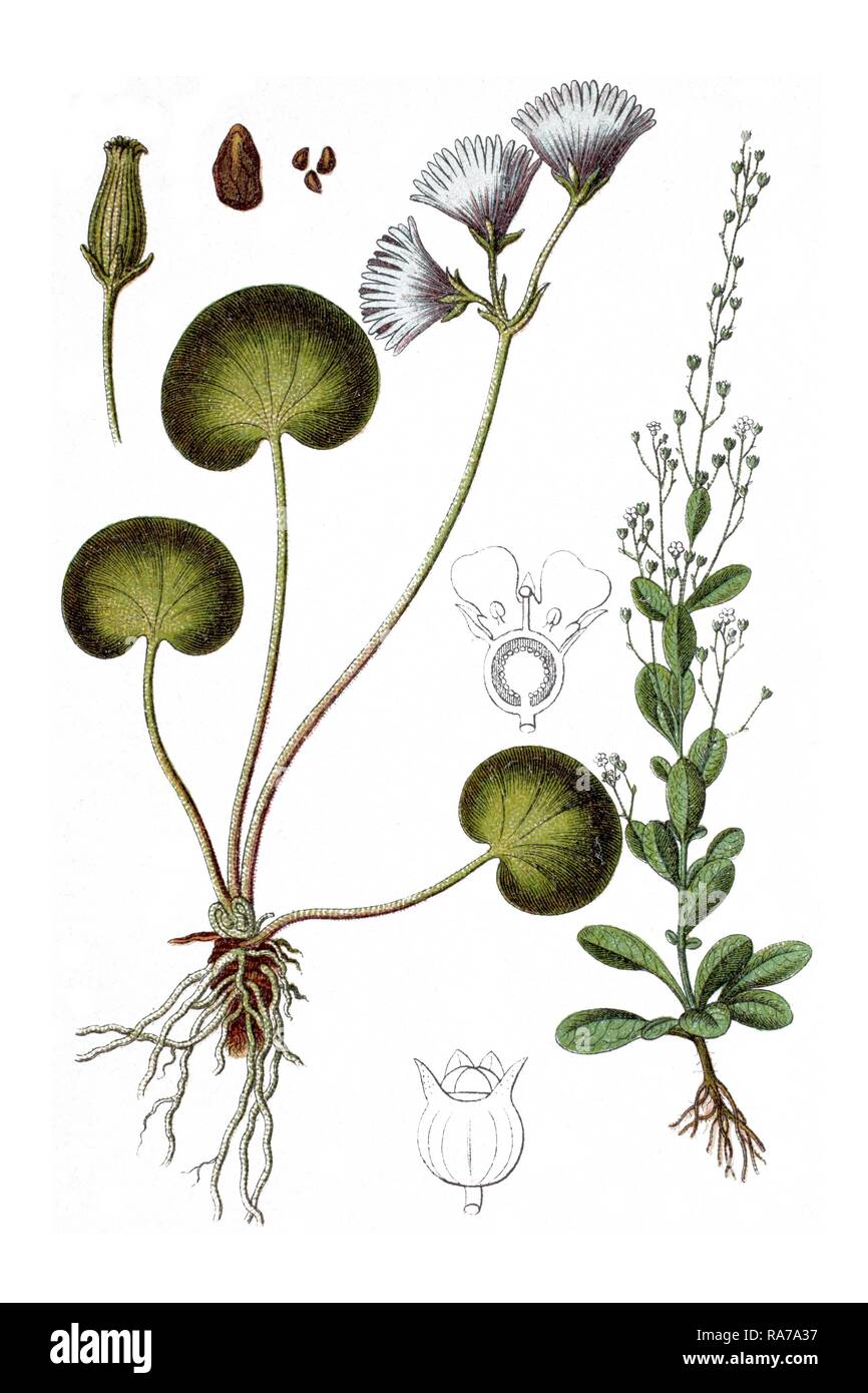 Left Alpine snowbell (Soldanella alpina), and right Brookweed (Samolus ...