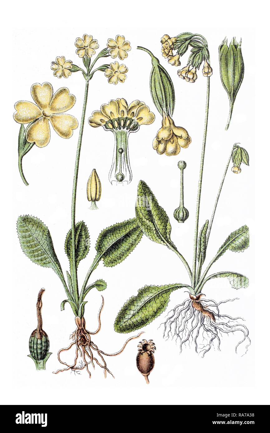 Left: True oxlip (Primula elatior), right: Cowslip (Primula officinalis ...