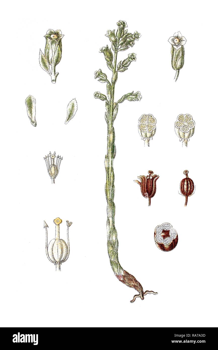 Pinesap (Monotropa hypopitys), medicinal plant, historical ...