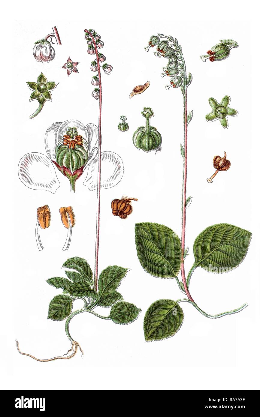 Left: Snowline wintergreen (Pyrola minor), right: sidebells wintergreen ...