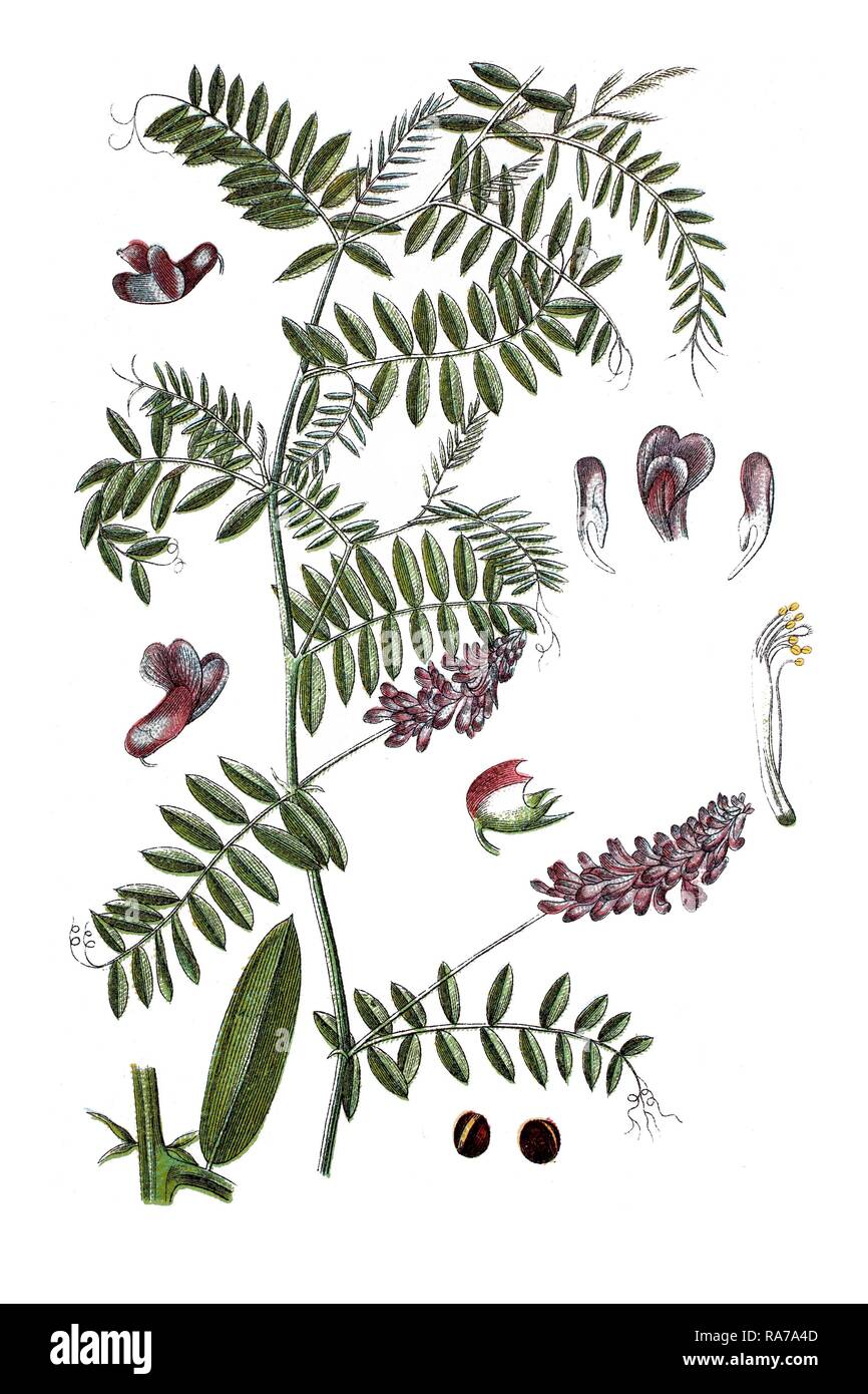 Tufted vetch (Vicia cracca), medicinal plant, historical ...