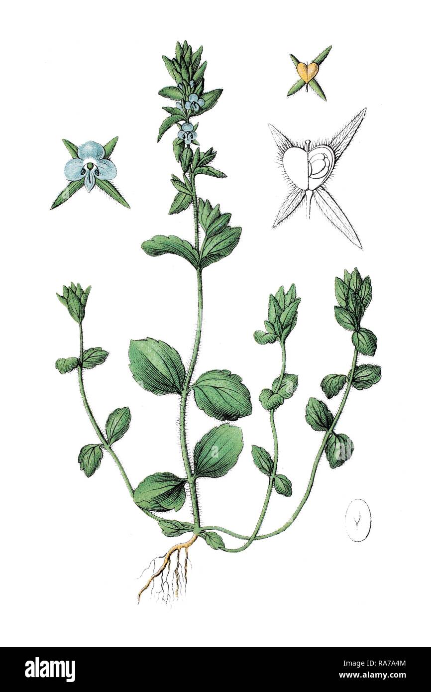 Corn Speedwell, Common Speedwell, Speedwell, Rock Speedwell, Wall ...