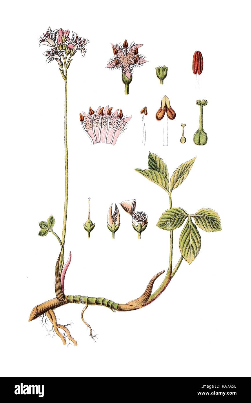 Bogbean or Buckbean (Menyanthes trifoliata), medicinal plant ...