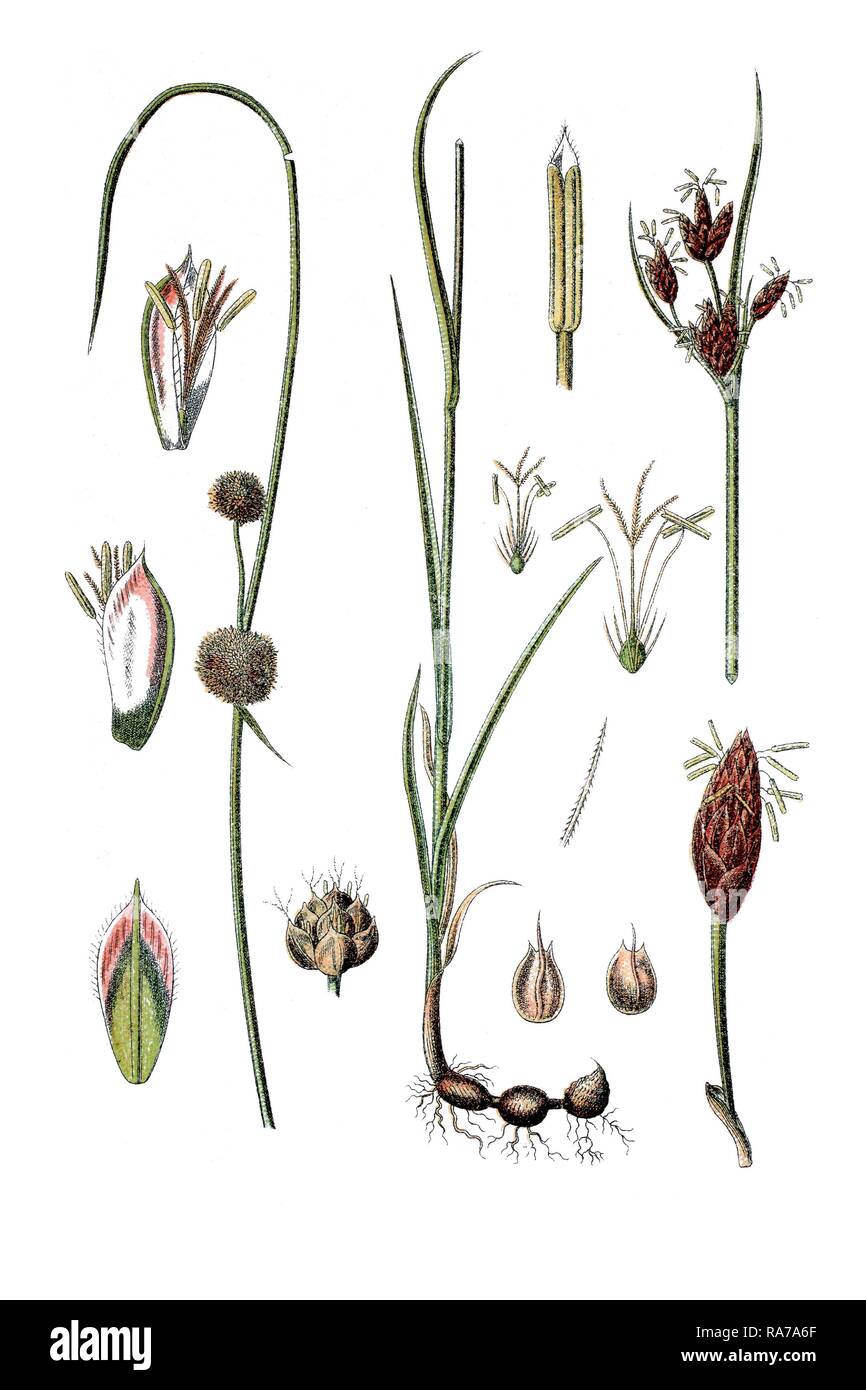 Two species of sedges, Cyperus holoschoenus (Cyperus holoschoenus) on ...