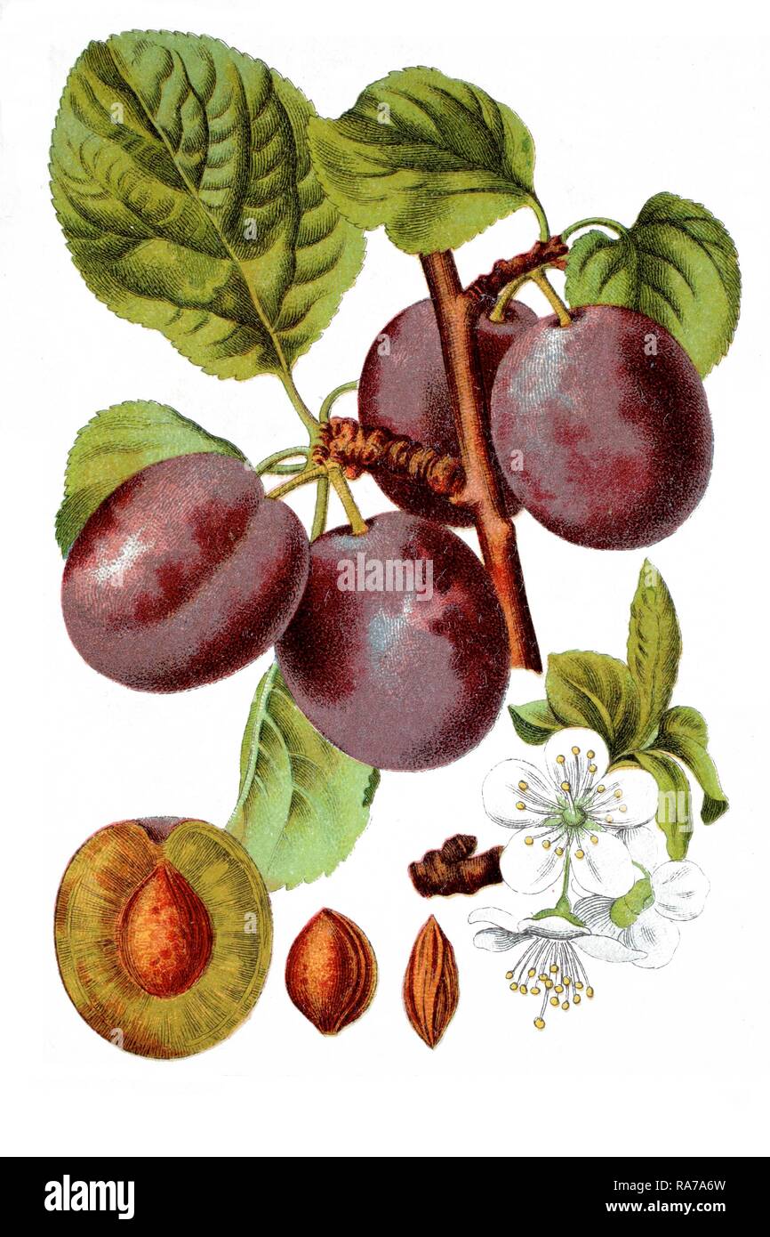 Confer plant hi-res stock photography and images - Alamy