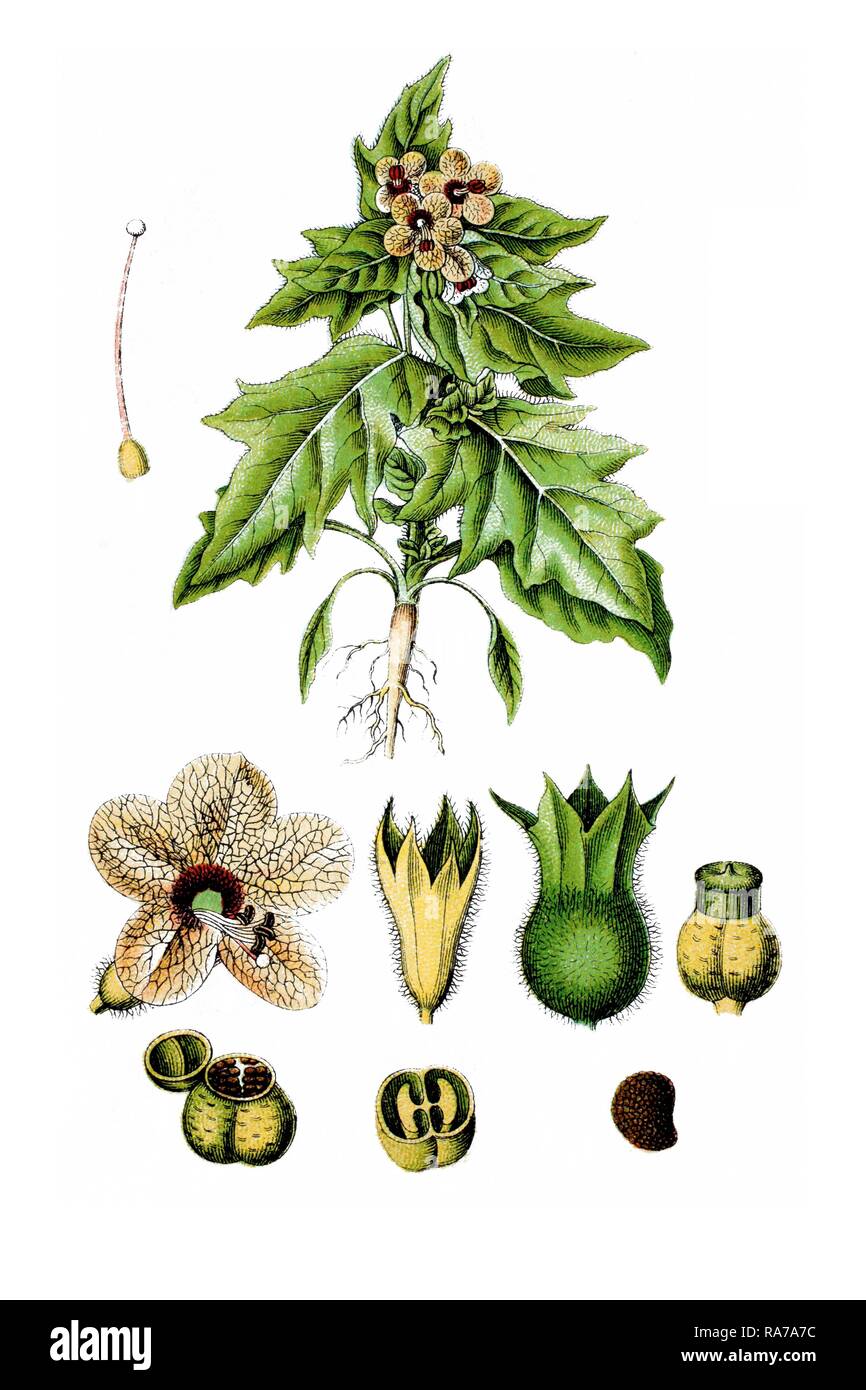 Stinking Nightshade or Black Henbane (Hyoscyamus niger), medicinal ...