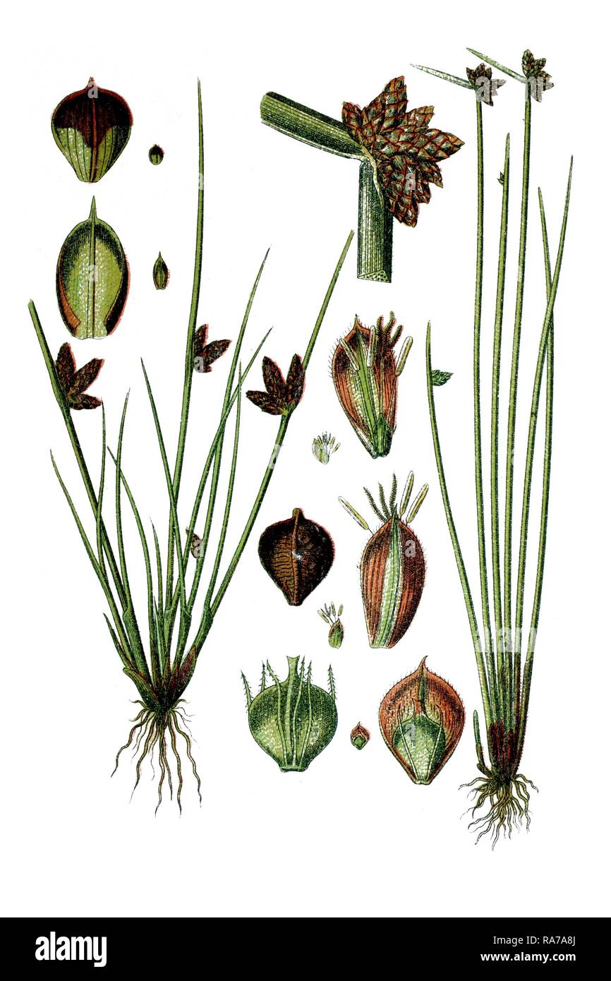 Left, Dwarf Club-rush (Cyperus supinus), right, Roughseed Bulrush ...