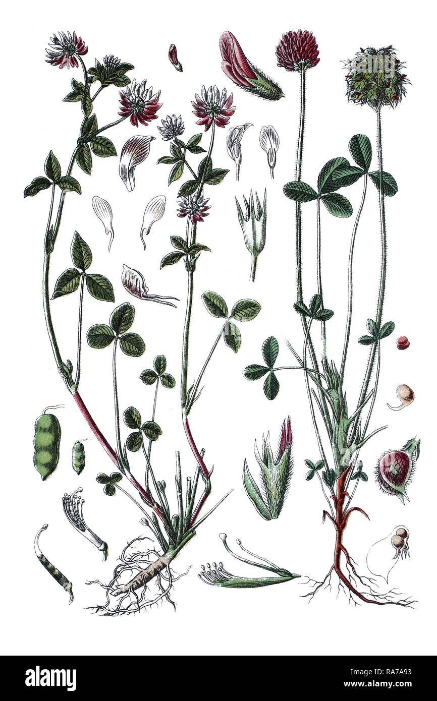 Alsike clover (Trifolium elegans suecicum) on the left, Strawberry ...