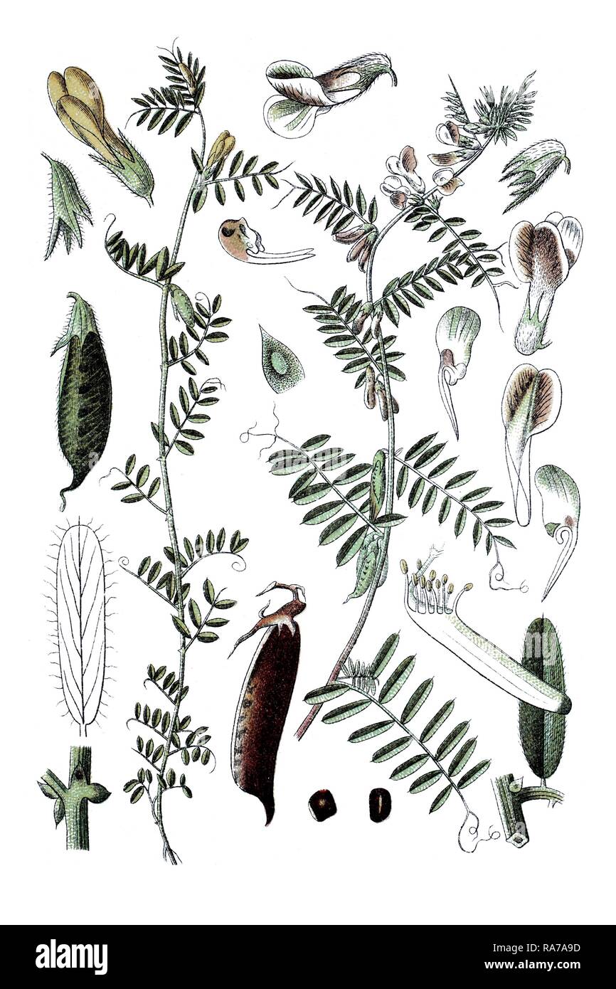 Yellow vetch (Vicia lutea) on the left, Hungarian vetch (Vicia ...