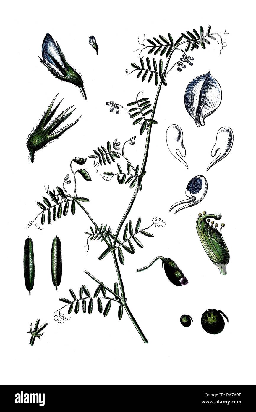 Hairy tare, Hairy vetch (Vicia hirsuta), a medicinal plant, historical ...