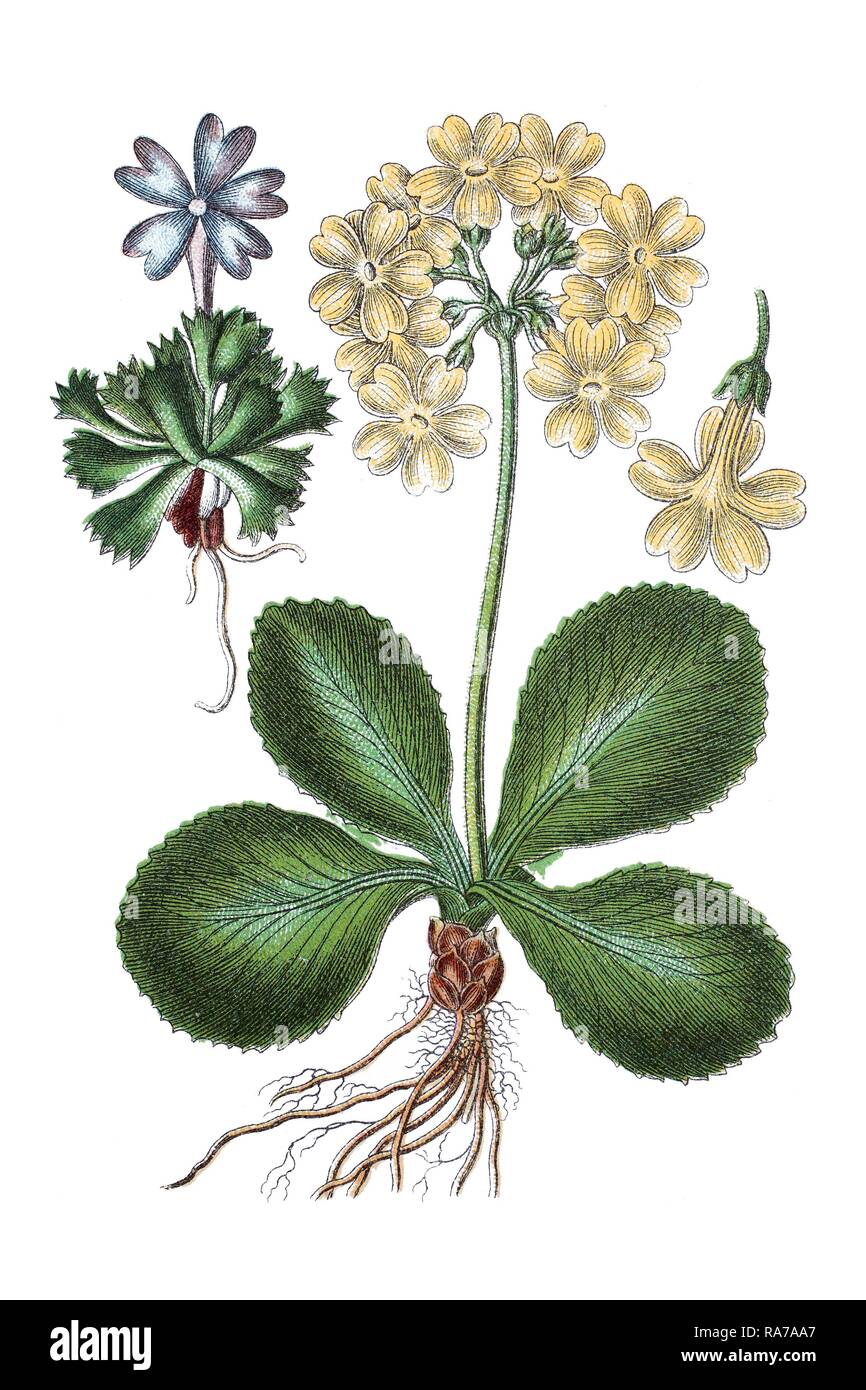 Least primrose (Primula minima) on the left, Mountain cowslip (Primula ...