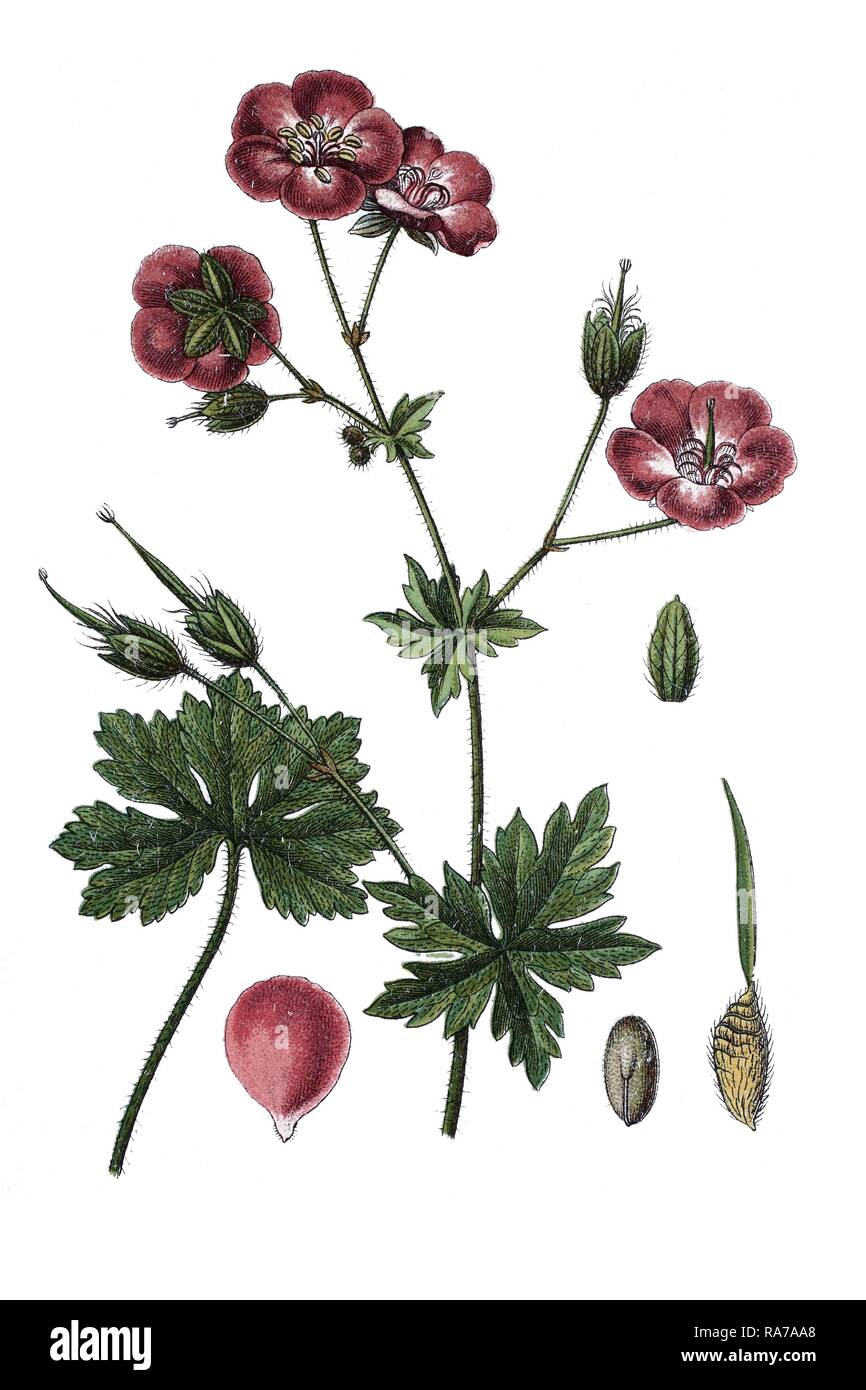 Dusky cranesbill (Geranium phaeum), medicinal plant, historic ...