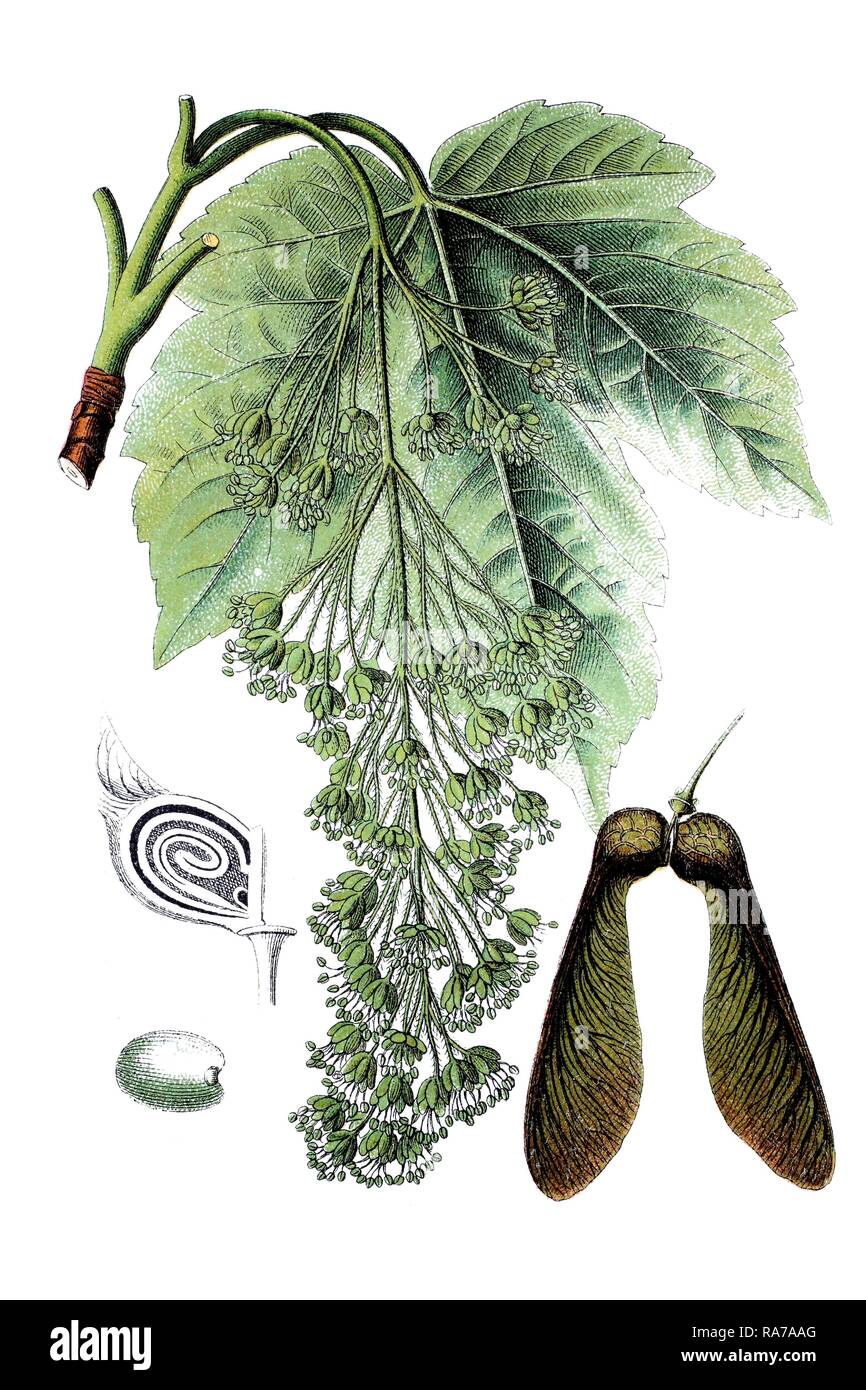 Sycamore maple (Acer pseudoplatanus), medicinal plant, historic ...