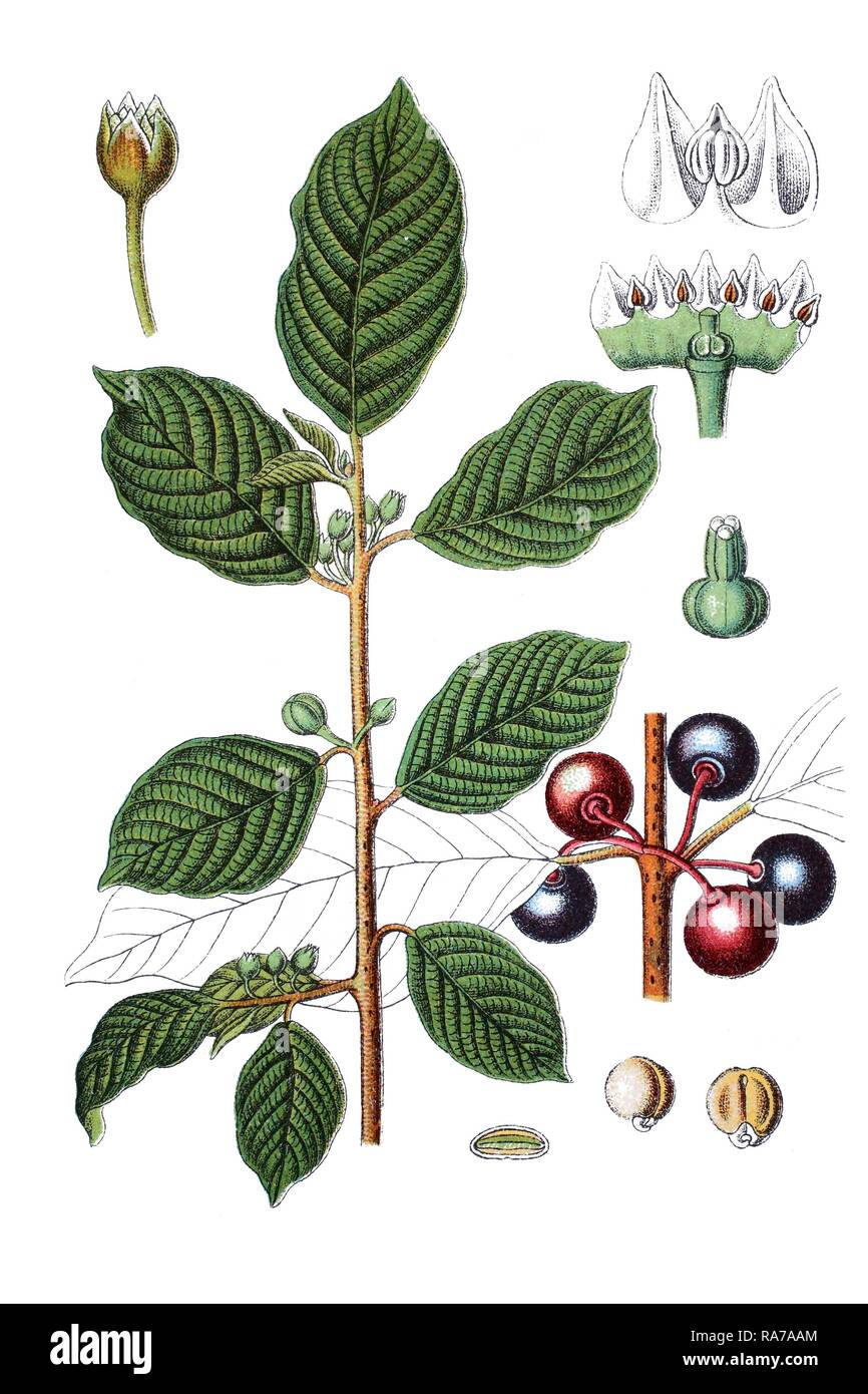 Alder buckthorn (Rhamnus frangula), medicinal plant, historic ...