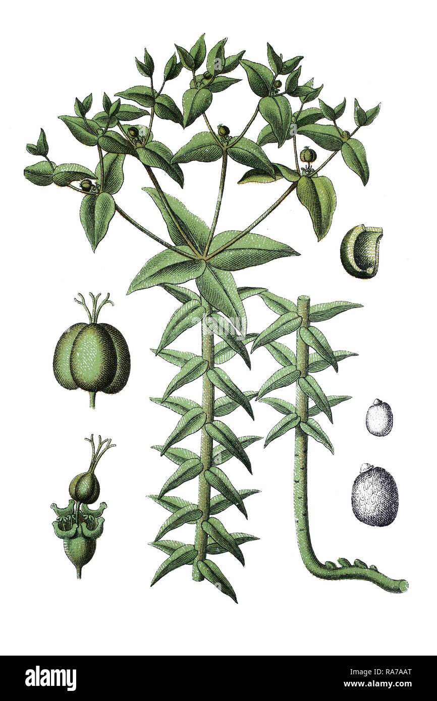 Caper spurge, Paper spurge (Euphorbia lathyris), a medicinal plant ...