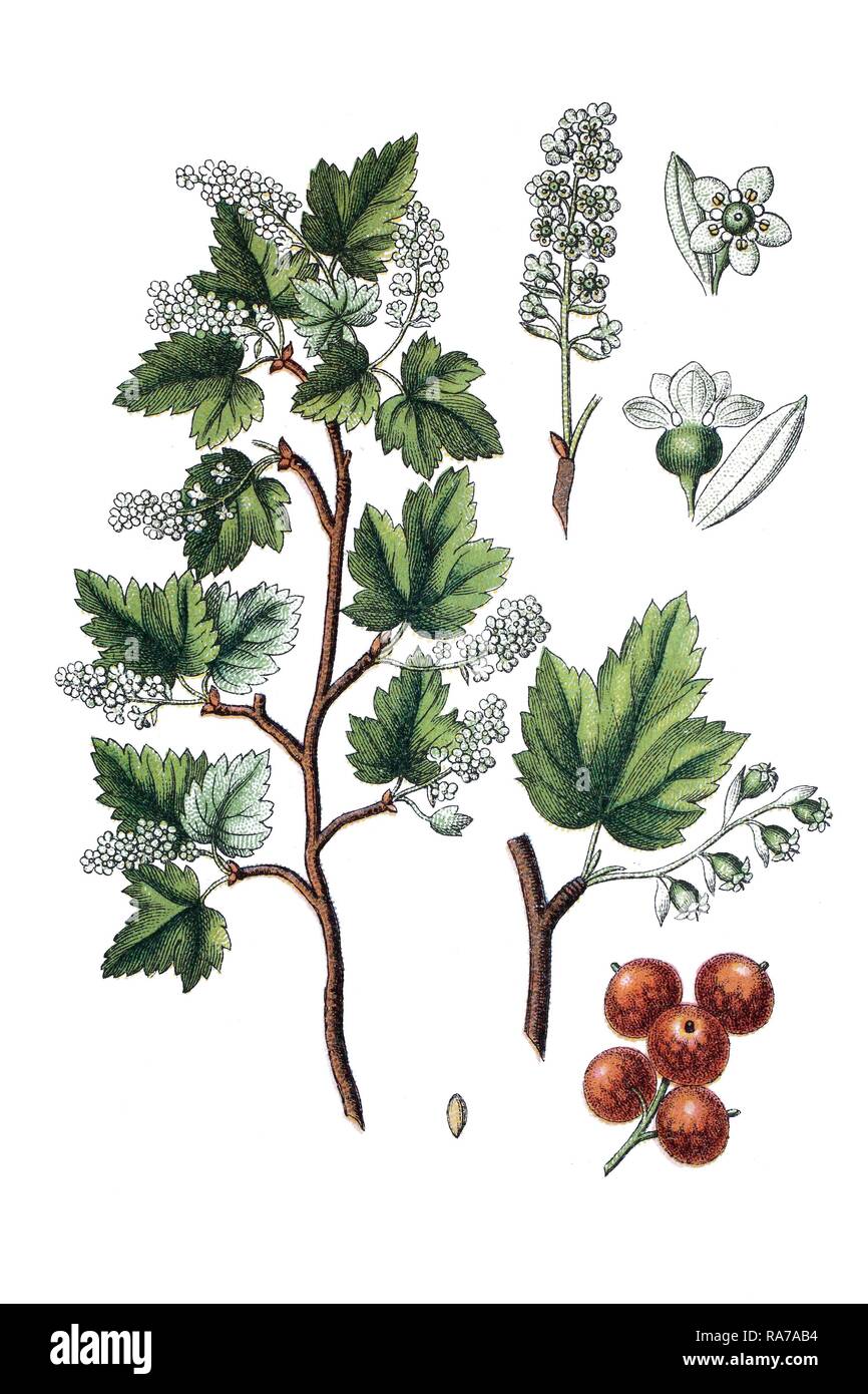 Alpine currant (Ribes alpinum), medicinal plant, historic ...
