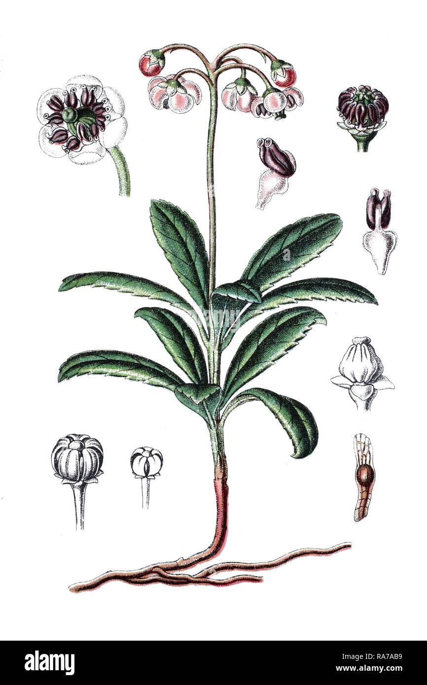 Prince's pine (Pirola umbellata), a medicinal plant, historic ...