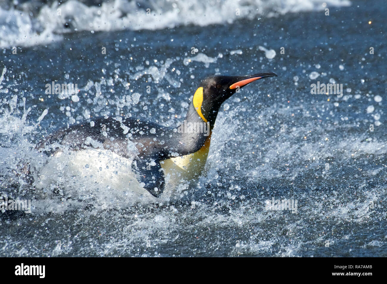 King Penguin swimming in the surf, in St Andrews Bay, in South Georgia ...