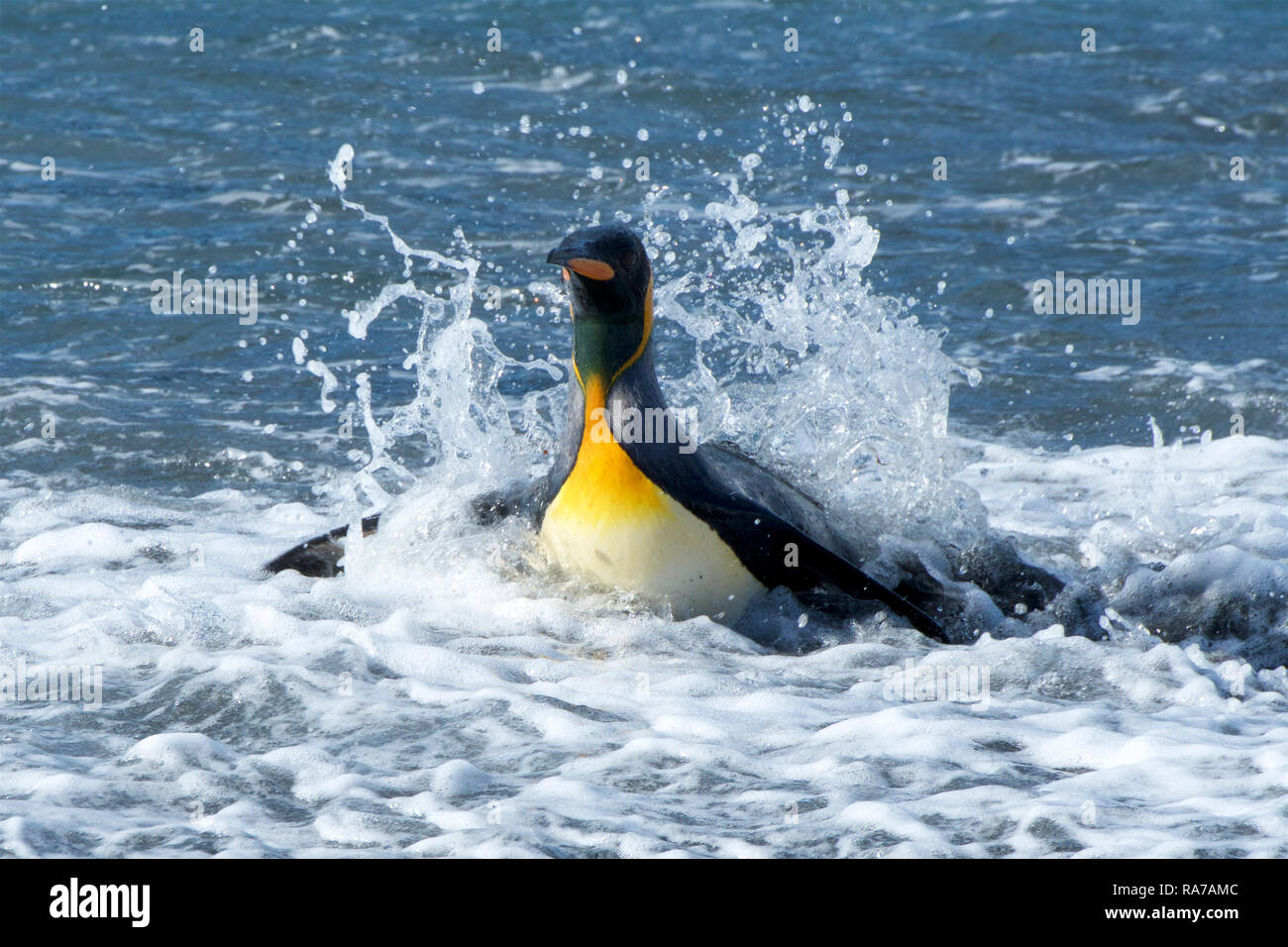 King Penguin swimming in the surf, in St Andrews Bay, in South Georgia ...