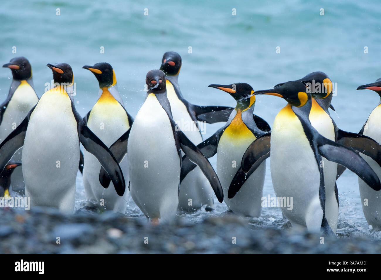 King Penguins in St Andrews Bay, in South Georgia Stock Photo - Alamy