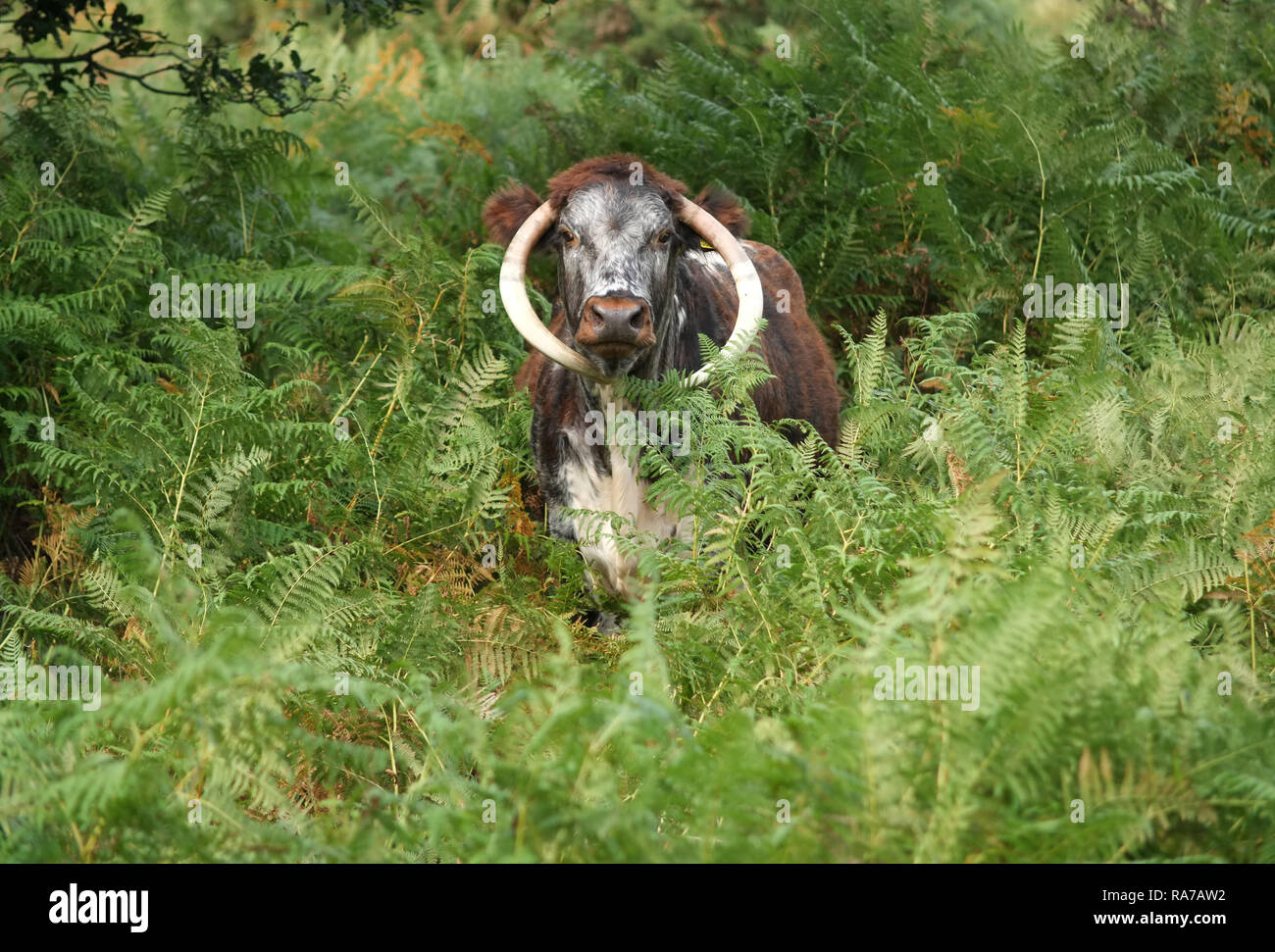 English Longhorn cow in Chailey Common Nature reserve Stock Photo - Alamy