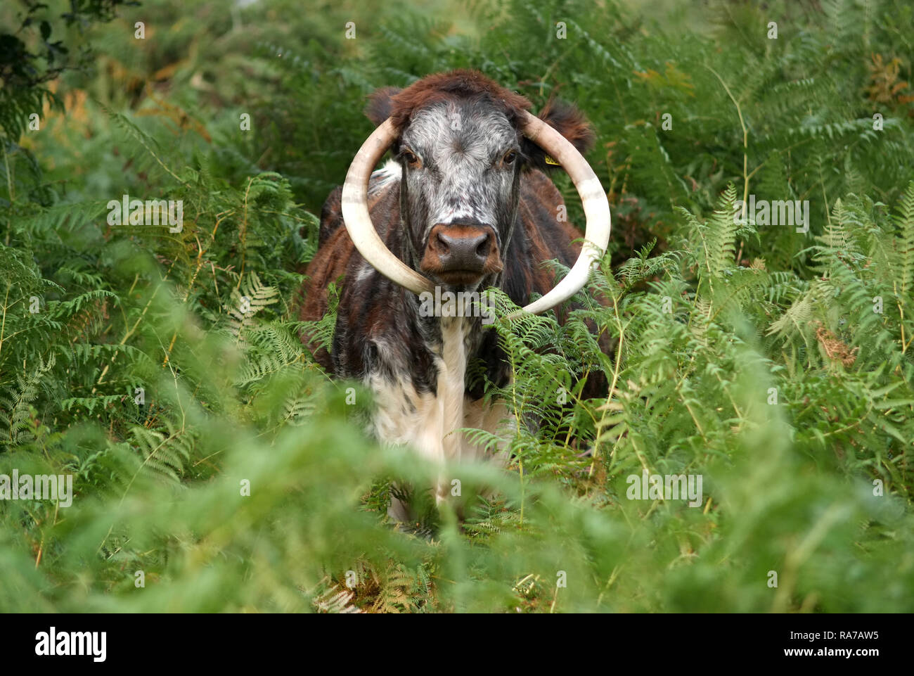 English Longhorn cow in Chailey Common Nature reserve Stock Photo - Alamy