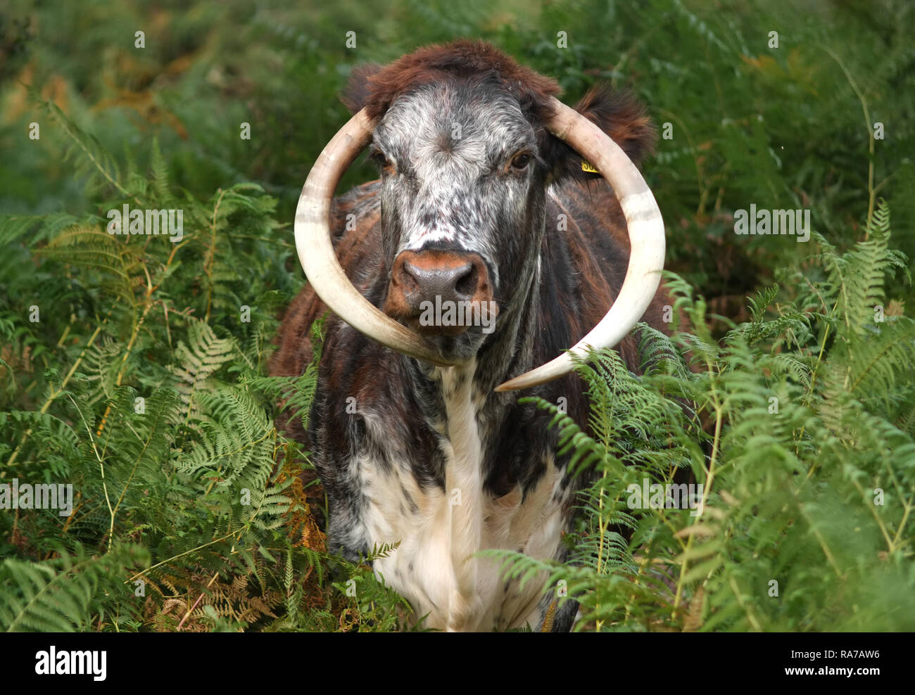 English Longhorn cow in Chailey Common Nature reserve Stock Photo - Alamy