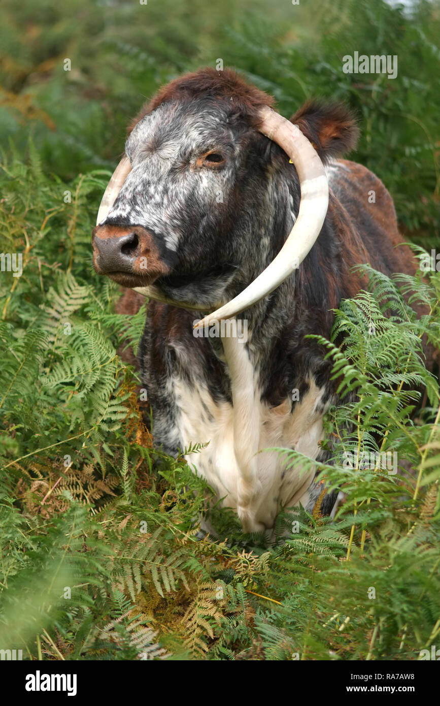 English Longhorn cow in Chailey Common Nature reserve Stock Photo - Alamy