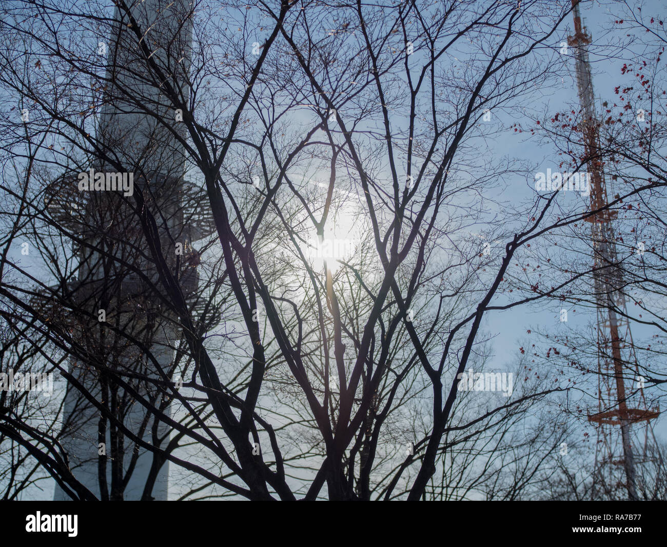 Sun behind the tree branches Stock Photo - Alamy