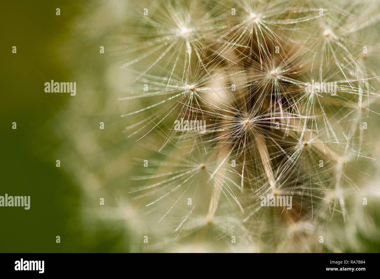 A macro photo of a dandelion puff ball as the colours go away and the ...