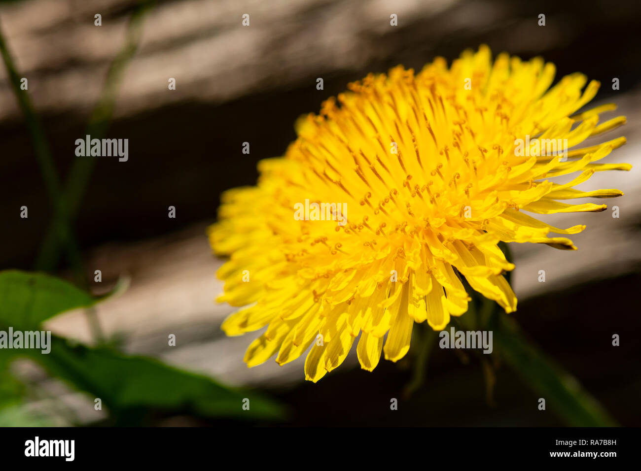 A dandelion blooms in the summer time near an old fence Stock Photo - Alamy