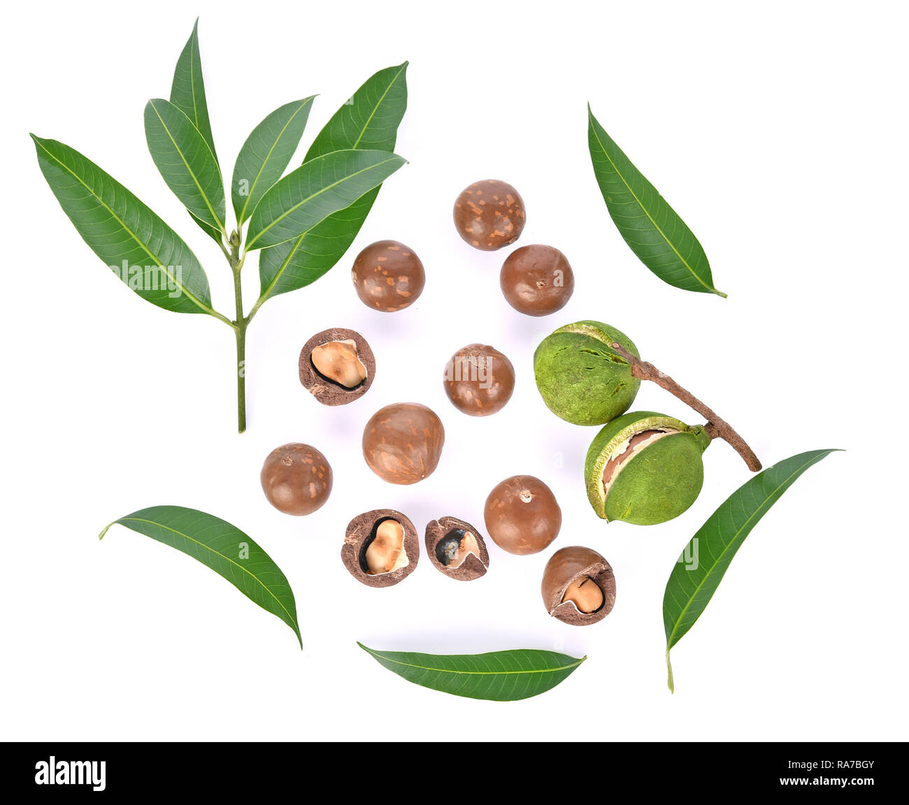 Top view of Macadamia fruit isolated on white background Stock Photo ...