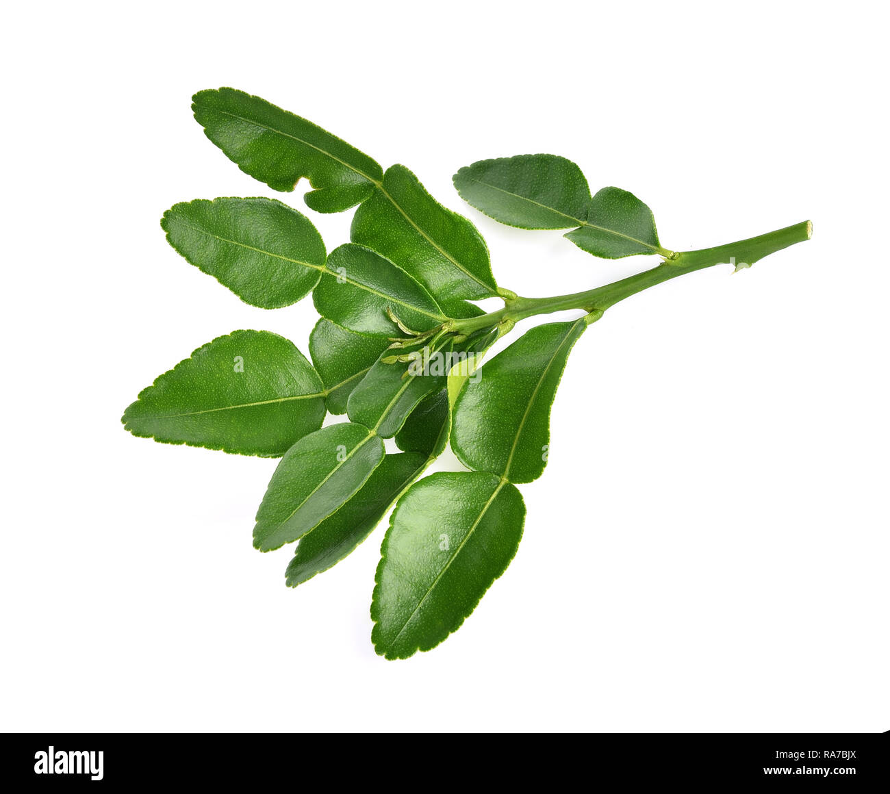 Top view of Kaffir lime leaf isolated on white background Stock Photo ...