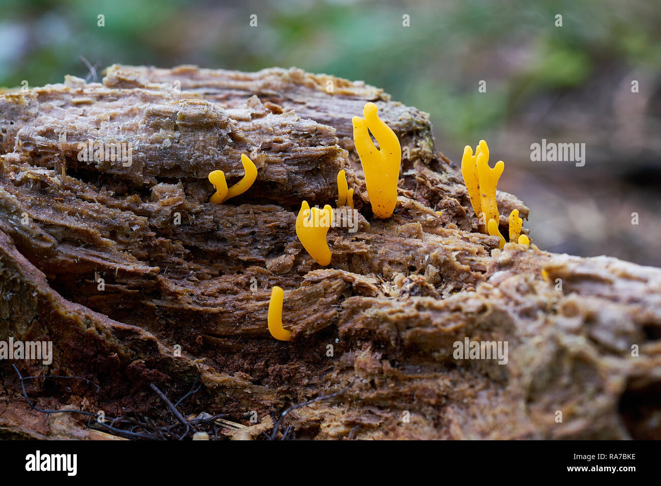 Calocera cornea hi-res stock photography and images - Alamy