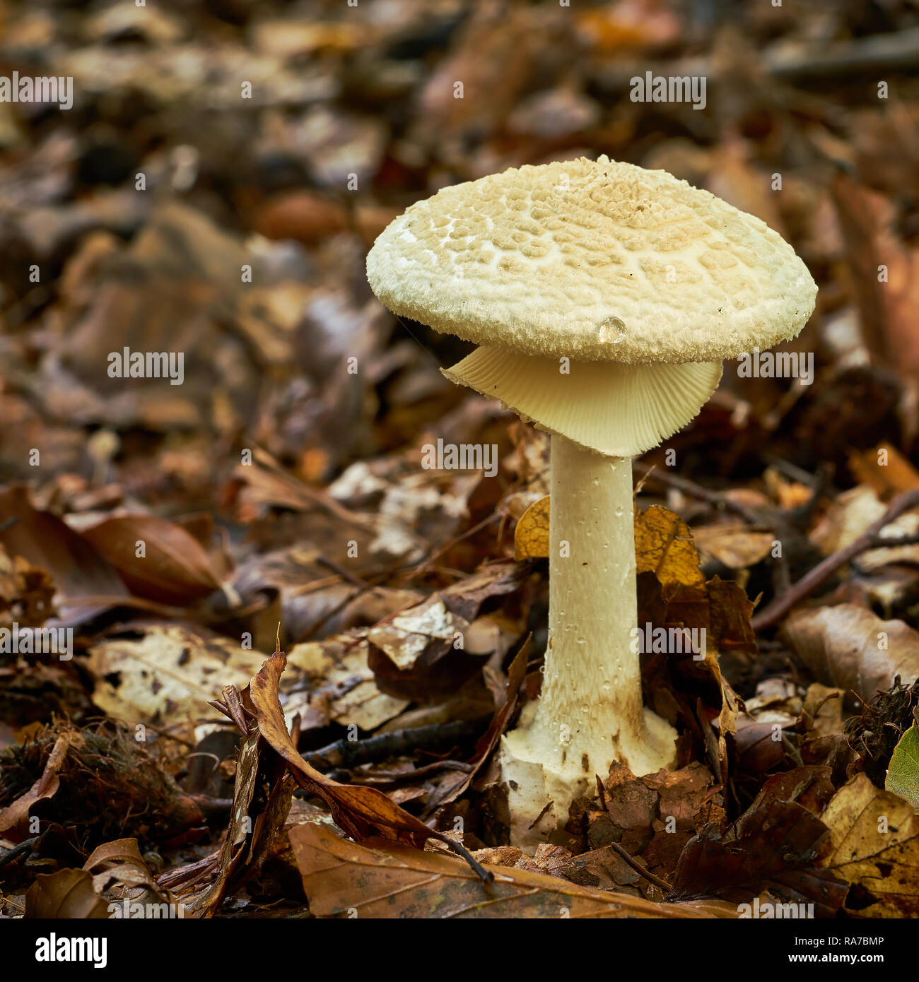 Amanita genus hi-res stock photography and images - Alamy
