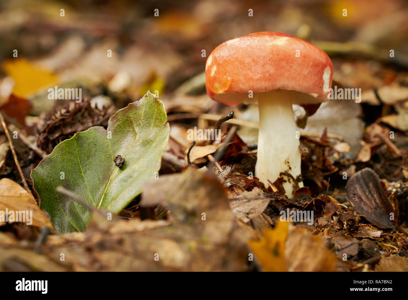 Mushroom of the genus Russula paludosa on the forest floor Stock Photo ...