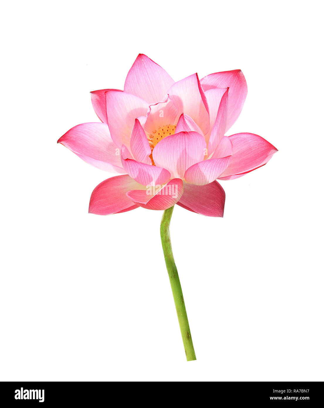 lotus flower isolated on white background Stock Photo - Alamy