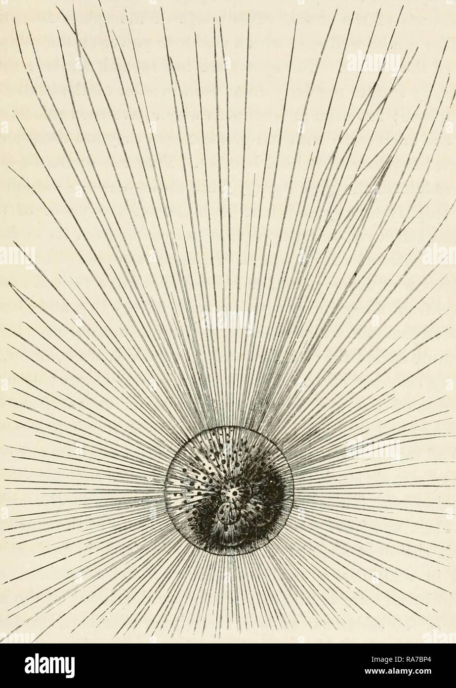 "The voyage of the "Challenger" : the Atlantic : a preliminary account ...