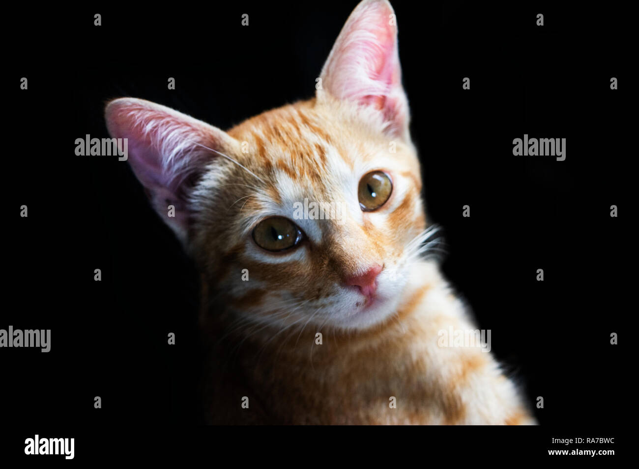 A small brown cat laying Stock Photo - Alamy