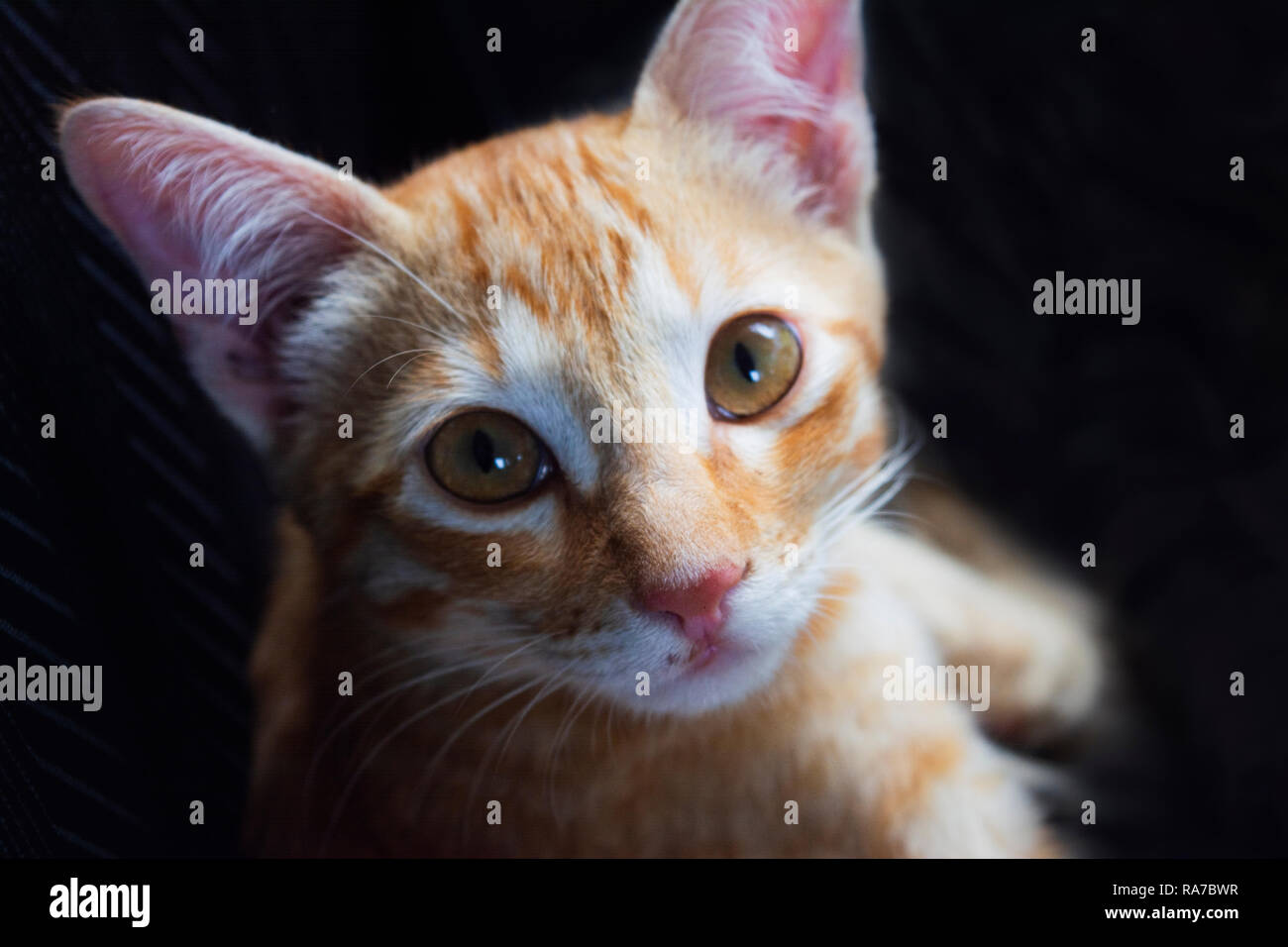 A small brown cat laying Stock Photo - Alamy