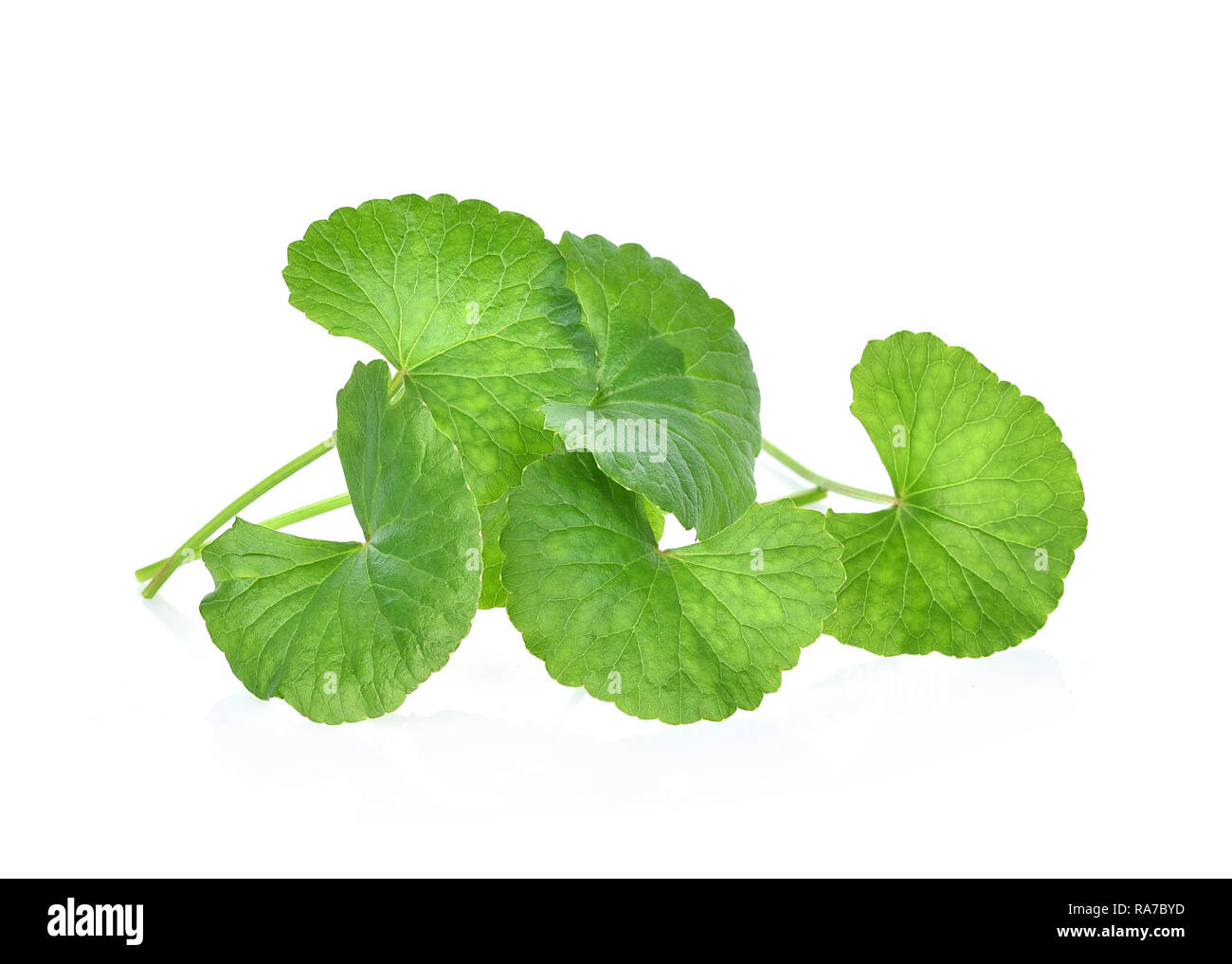 Centella asiatica on white background Stock Photo - Alamy