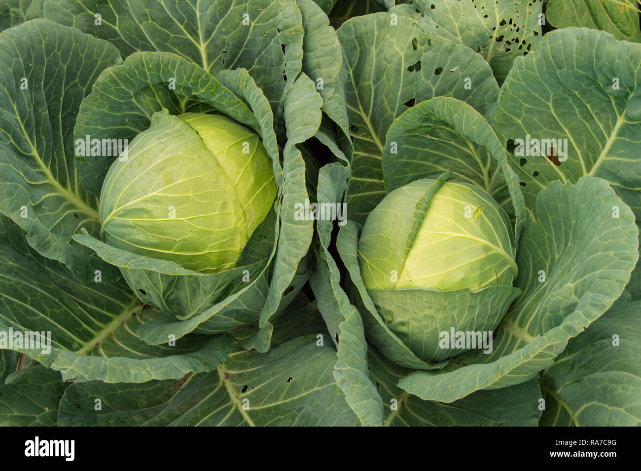 White cabbage growing in the garden, vegetarian healthy food concept ...
