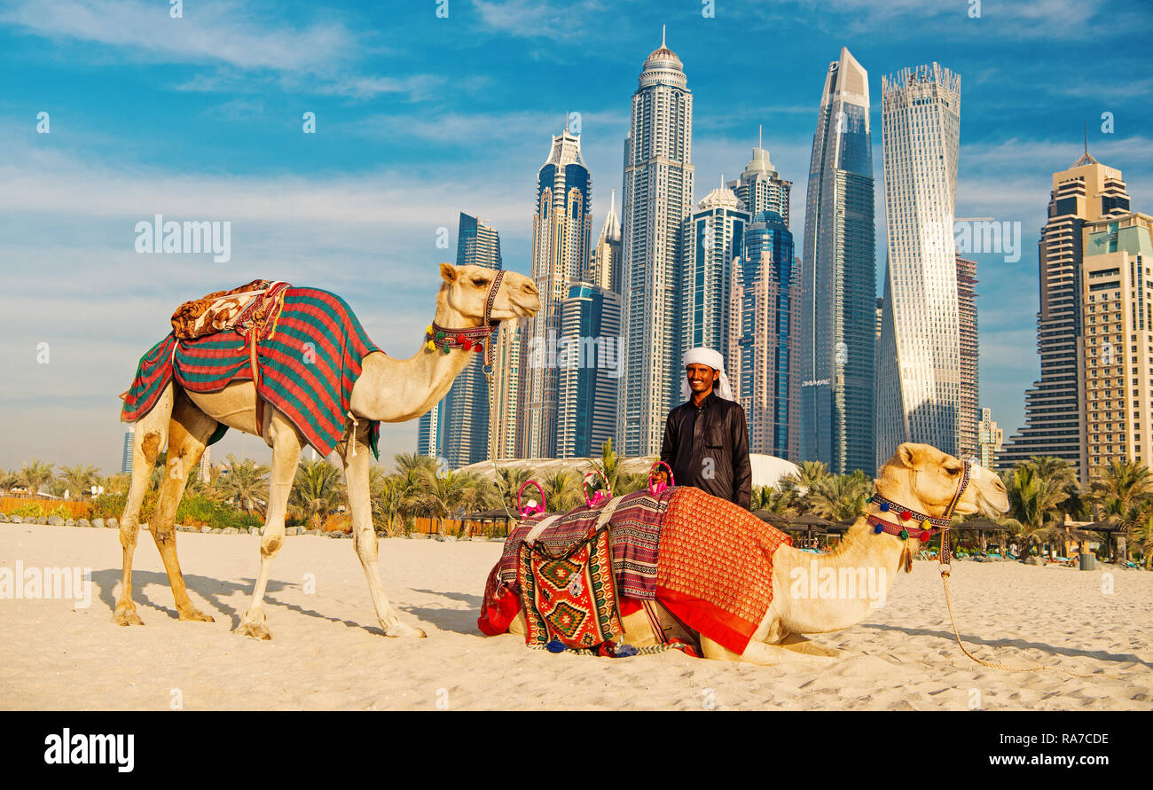 DUBAI, UAE - December 26, 2017: Camels on skyscrapers background at the ...