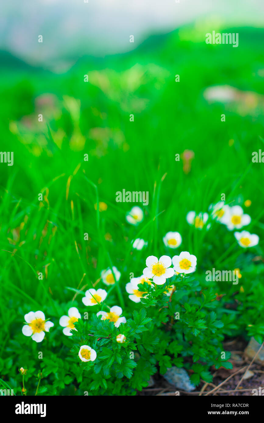 Tateyama Chinguruma flower in Toyama, Japan. Toyama is one of the ...