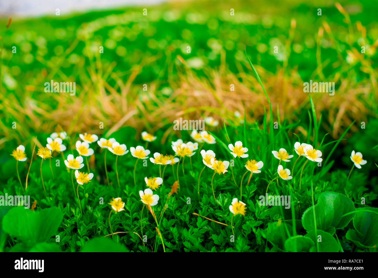 Tateyama Chinguruma flower in Toyama, Japan. Toyama is one of the ...