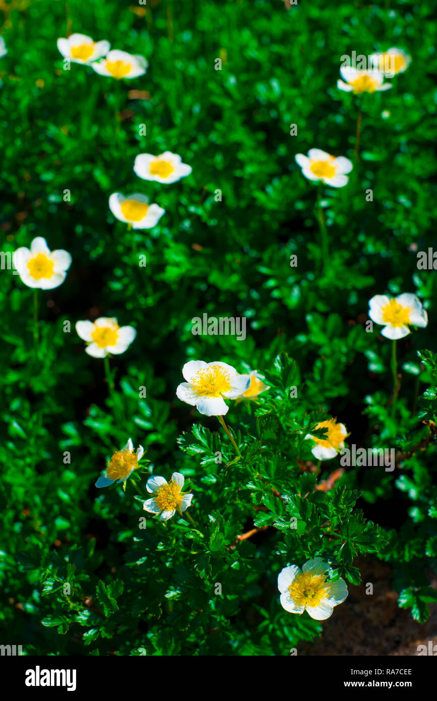 Tateyama Chinguruma flower in Toyama, Japan. Toyama is one of the ...