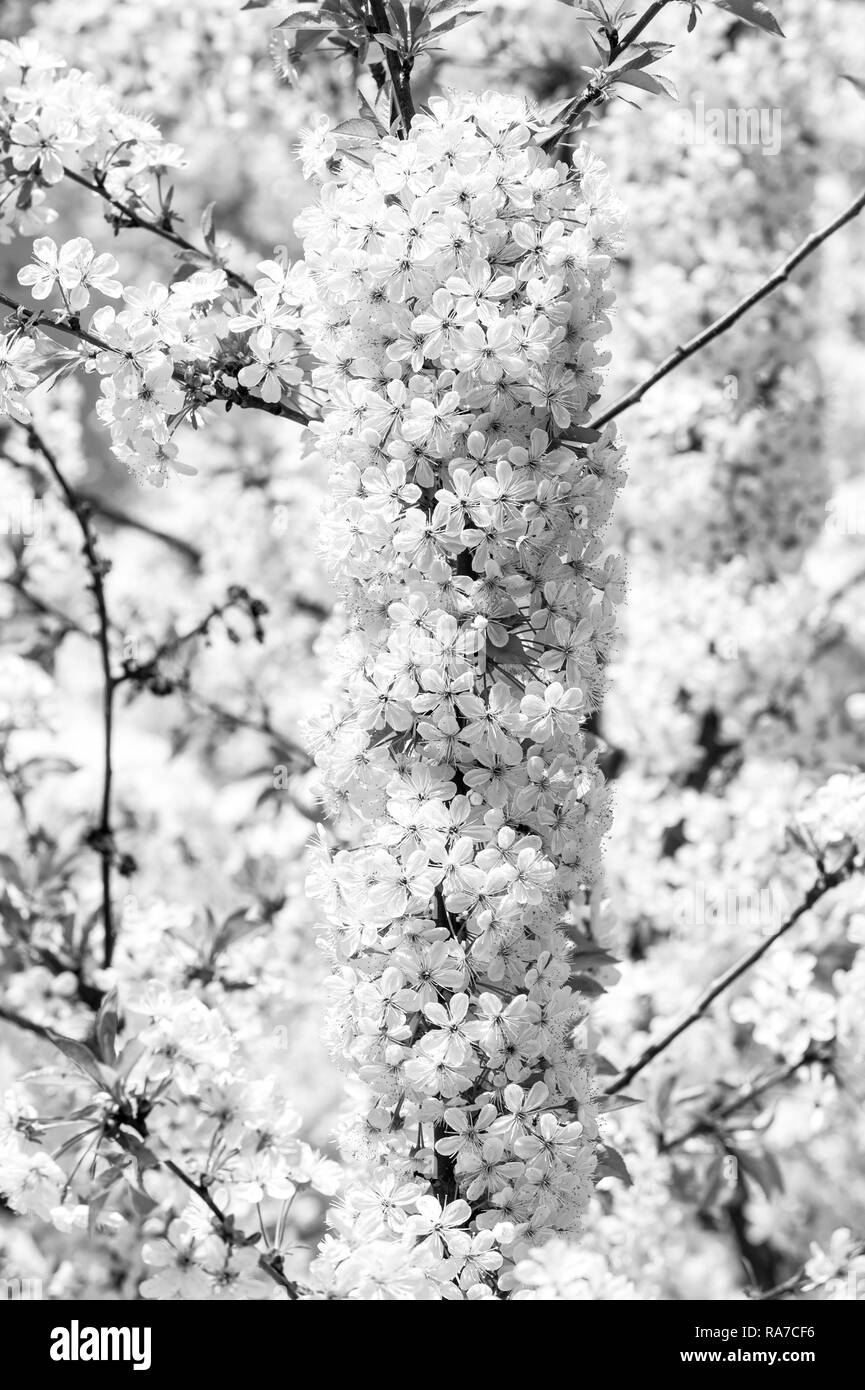Flowers of cherry blossom on white floral background. Sakura bloom ...
