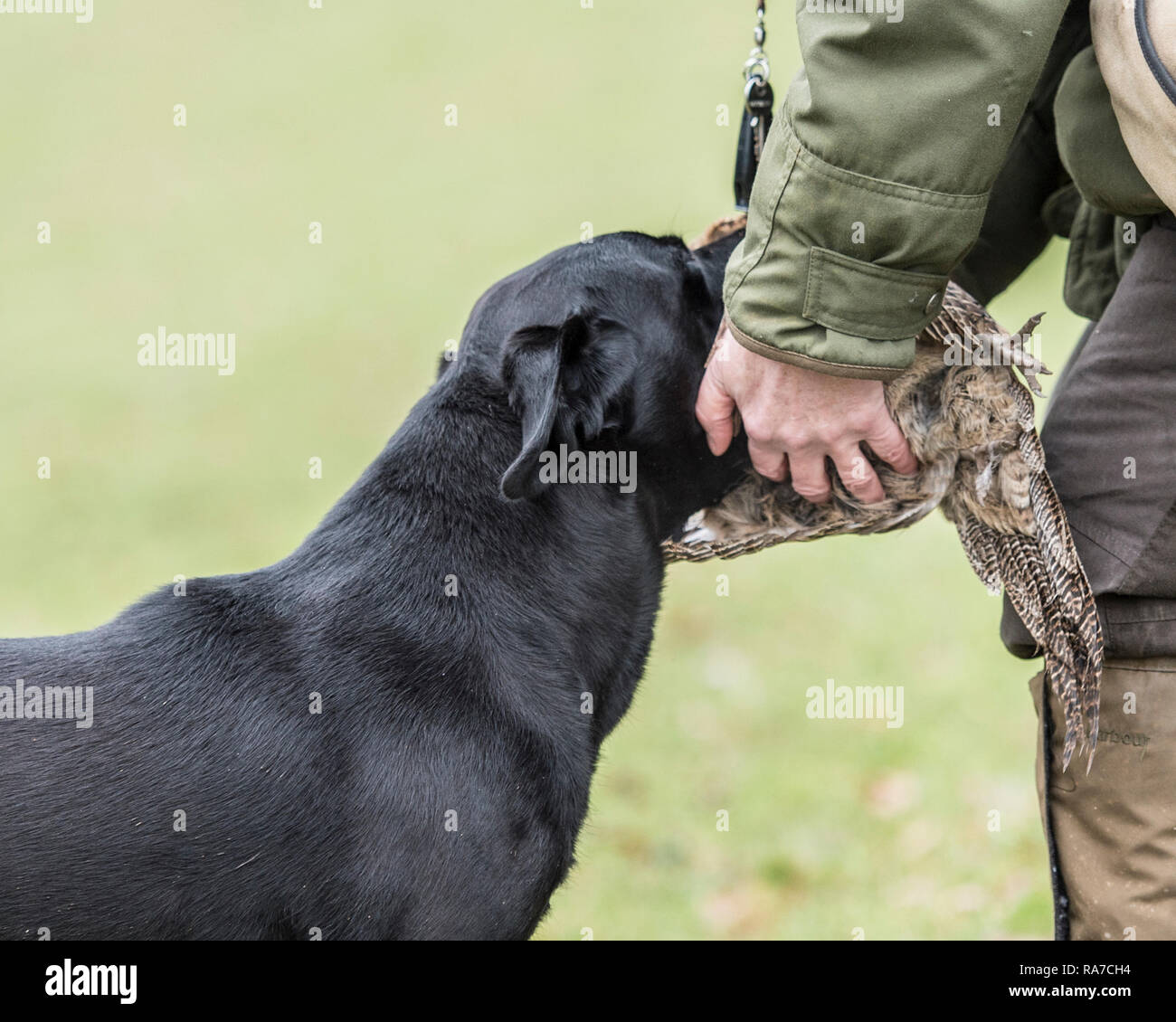 Dead pheasants hi-res stock photography and images - Alamy